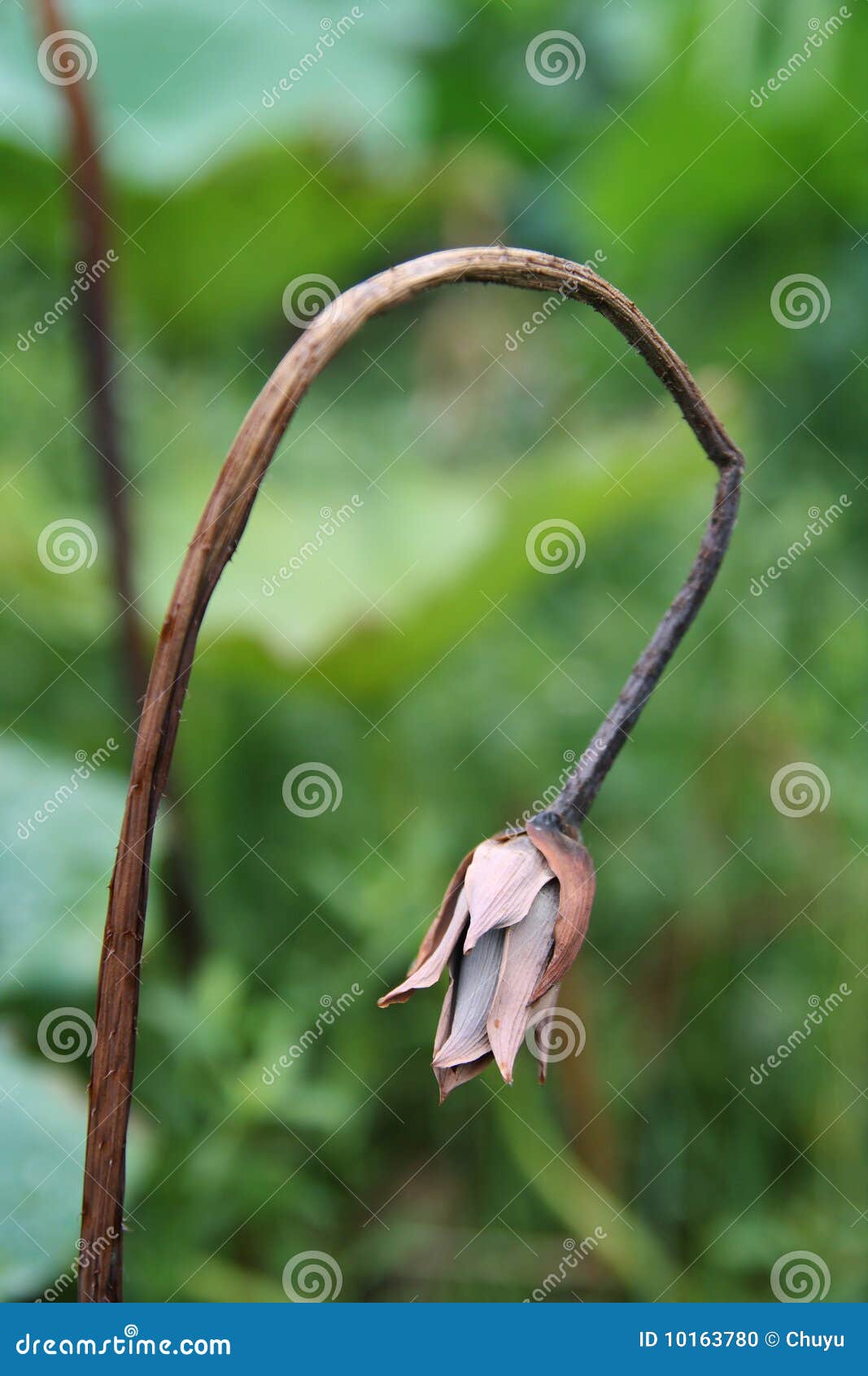 Withered lotus stock photo. Image of environment, botanic - 10163780