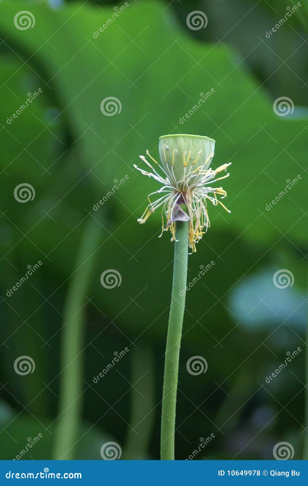 Withered lotus stock photo. Image of lotus, asia, life - 10649978