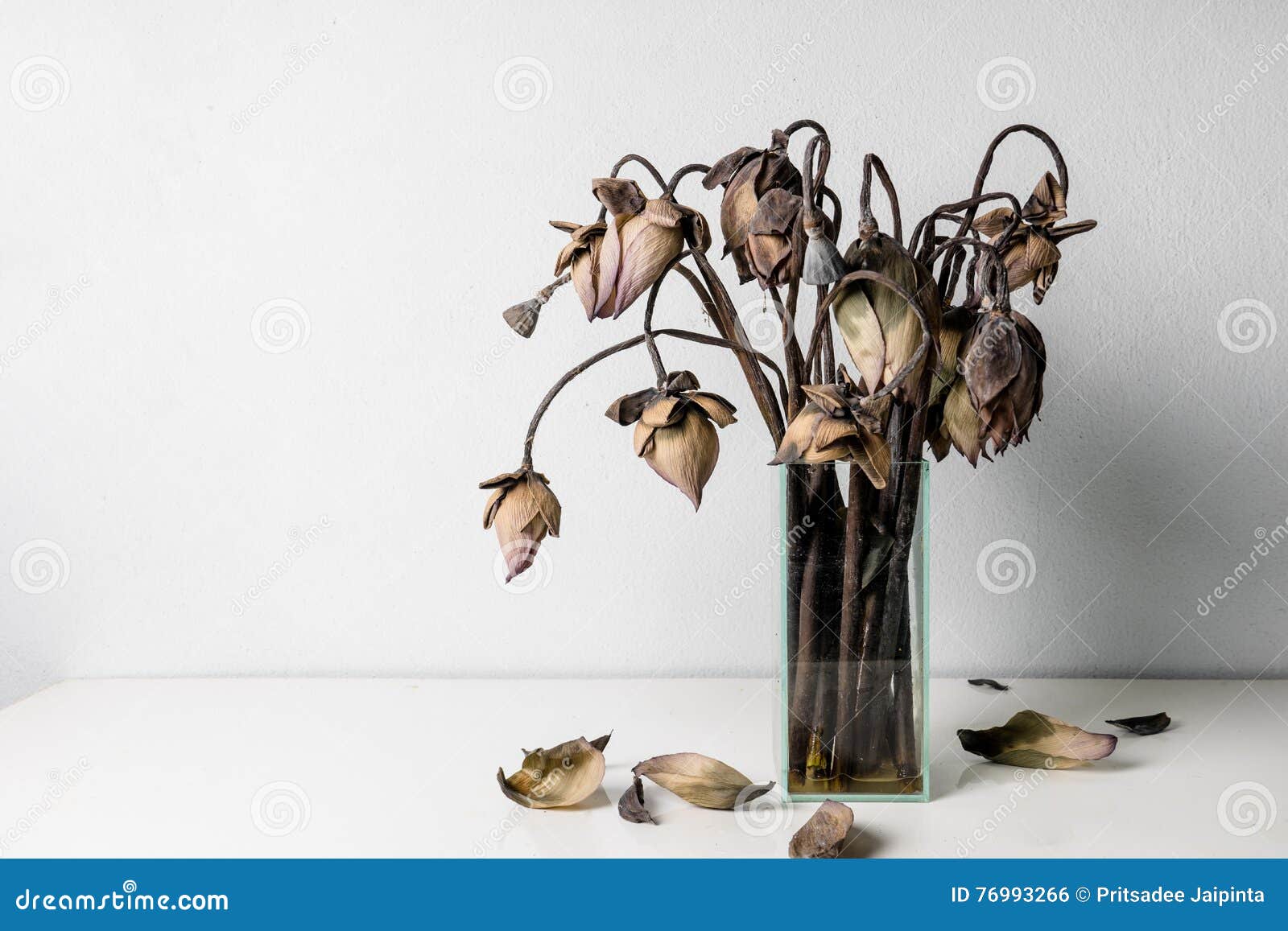 Withered Lotus Flowers in a Glass Vase Stock Photo - Image of blossom ...