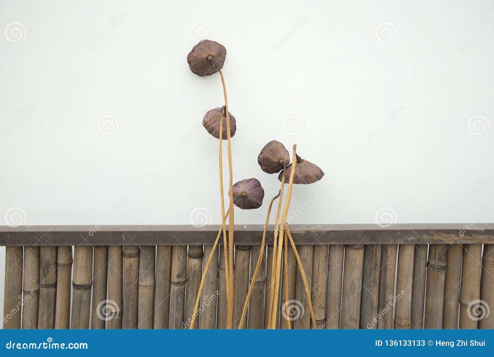 The Withered Lotus Root in Winter Stock Image - Image of background ...
