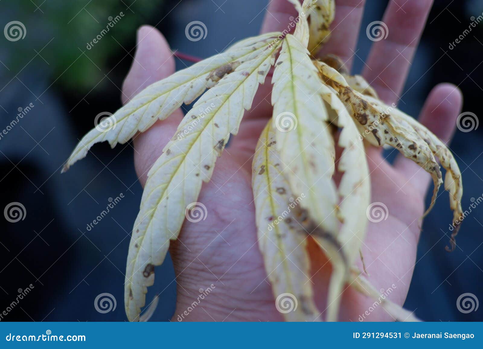 Withered Marijuana Leaves on the Palm of Your Hand Stock Image - Image ...