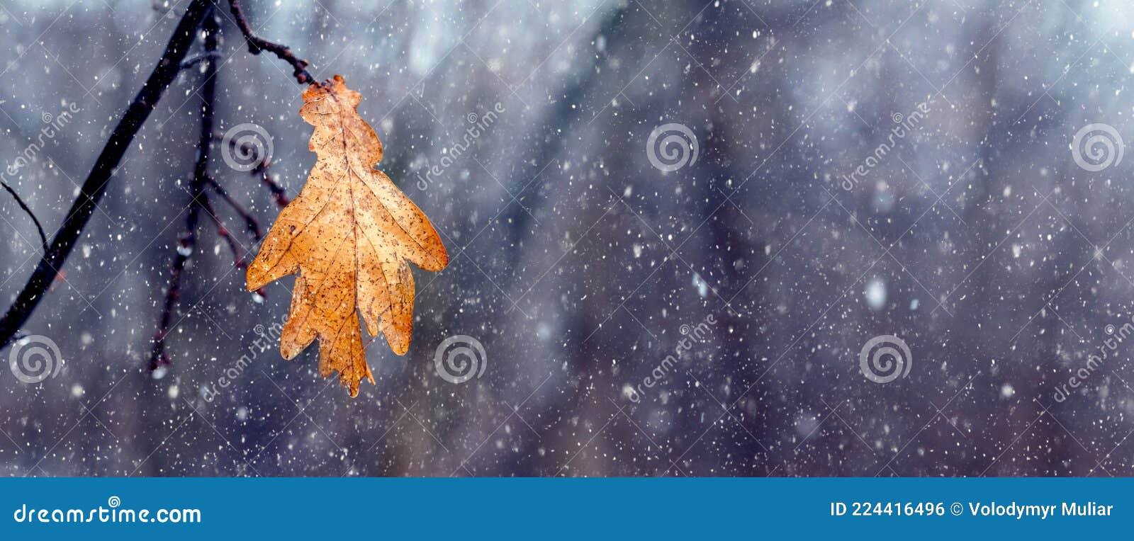 Withered Oak Leaf in the Forest on a Tree during a Snowfall. Lonely ...
