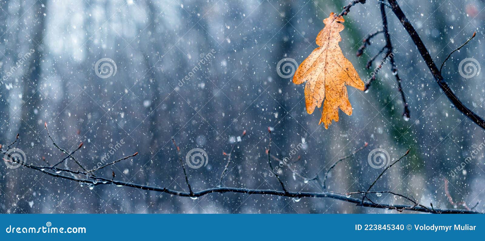 Withered Oak Leaf in the Forest on a Tree during a Snowfall. Lonely ...