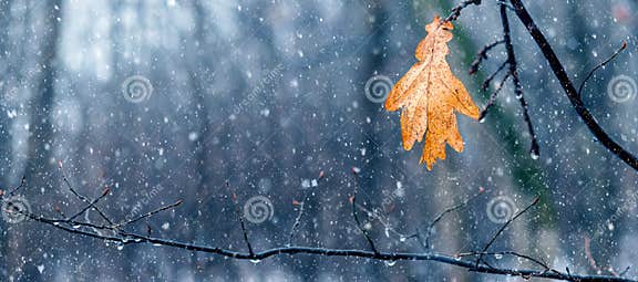 Withered Oak Leaf in the Forest on a Tree during a Snowfall. Lonely ...