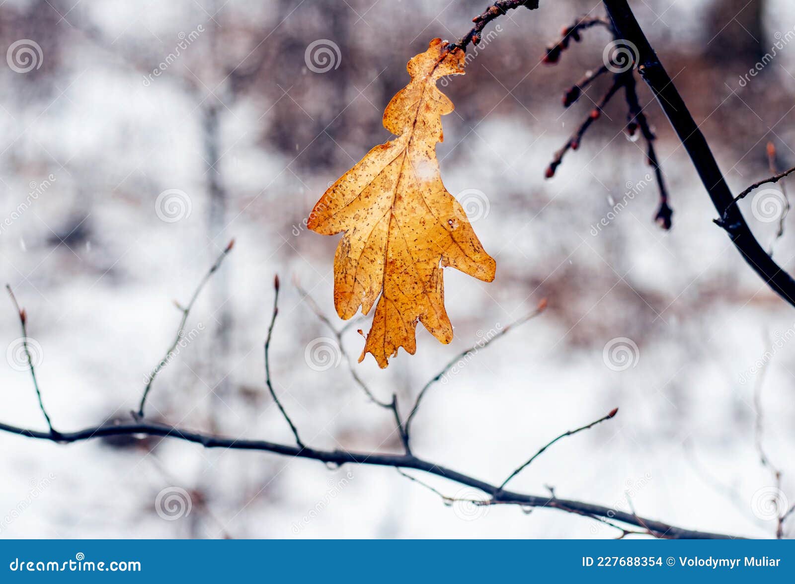 Withered Oak Leaf on a Tree in the Forest in Winter Stock Photo - Image ...