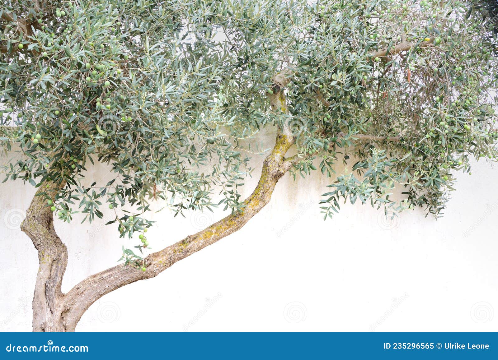A Withered Old Olive Tree Stands in Front of a White Wall, with Space ...