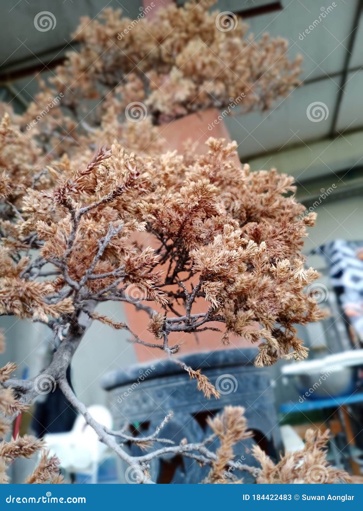 A withered old tree stock image. Image of snow, withered - 184422483
