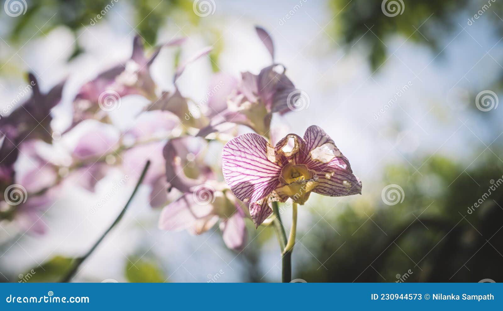 Withered Orchid Flower Branch, the Concept of the Cycle of Life Stock ...