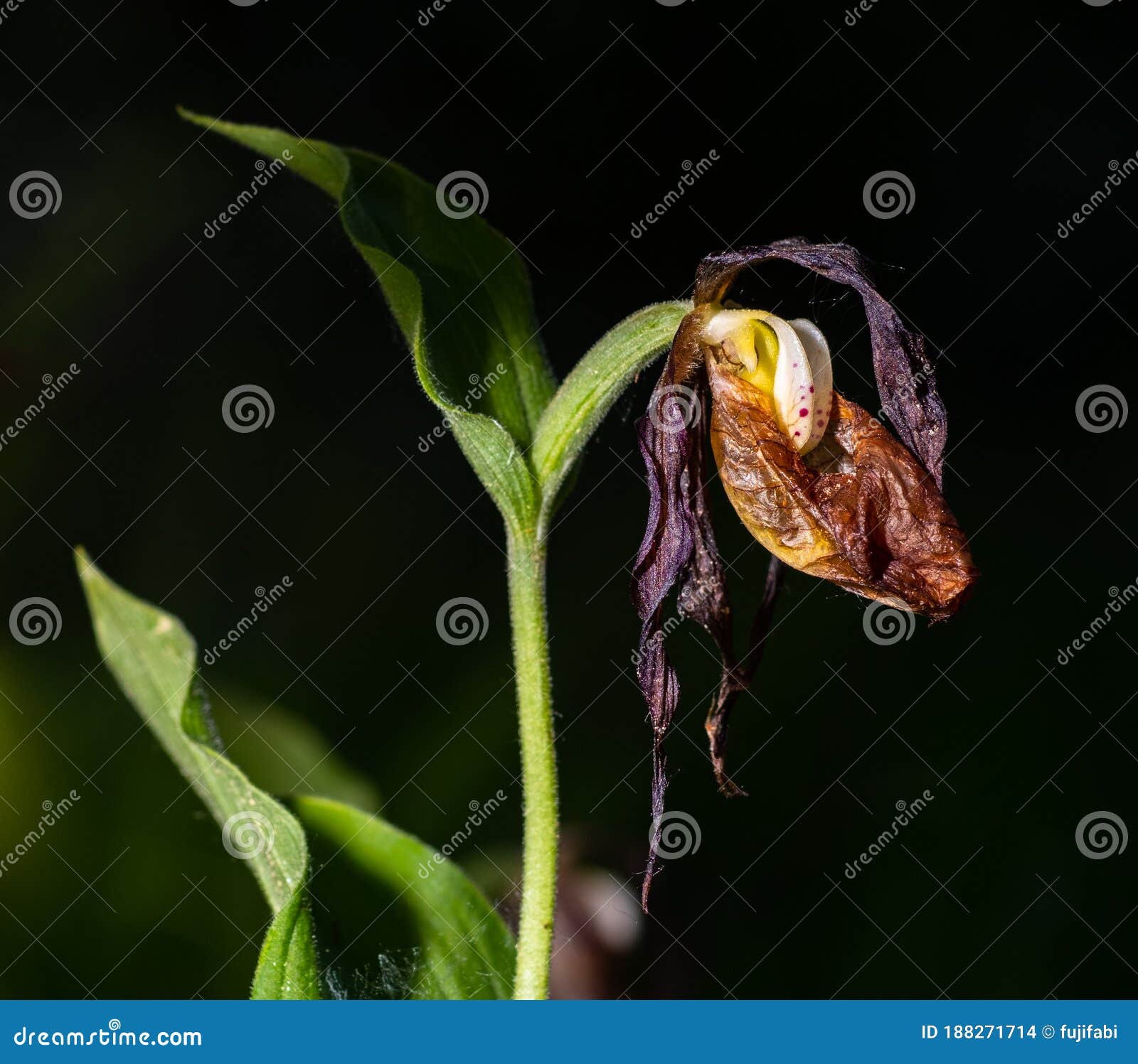 Withered orchid stock photo. Image of ecology, beautiful - 188271714