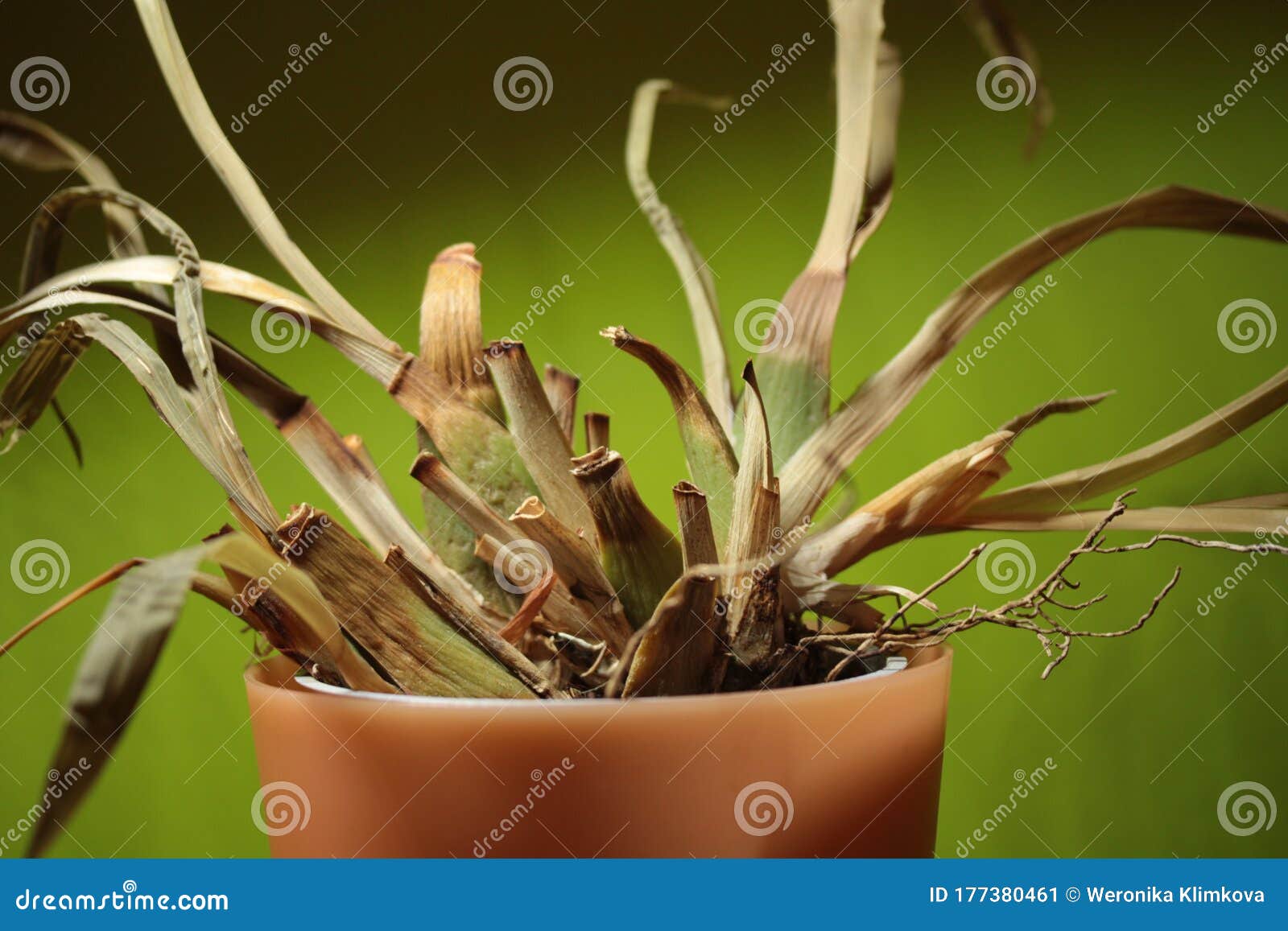 Withered orchid stock image. Image of nature, withered - 177380461