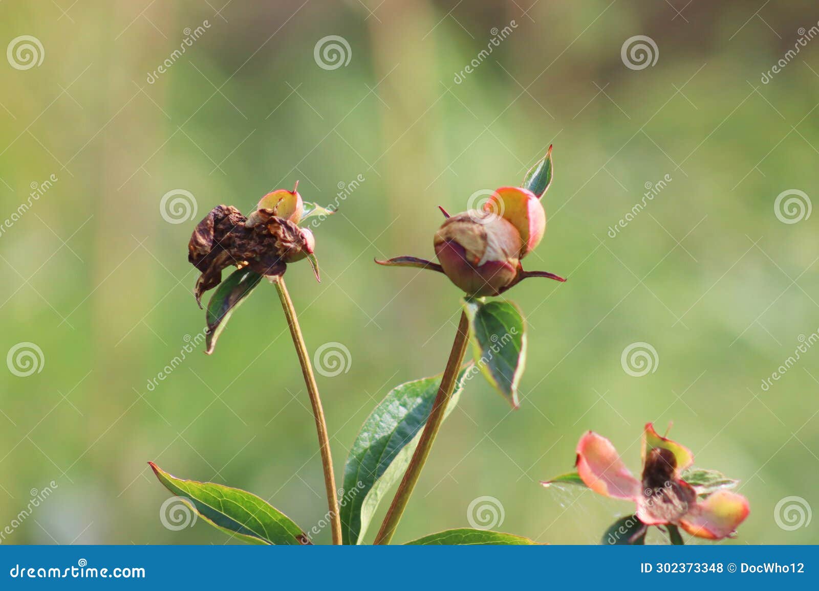 Withered Peony Flowers, Withered Flowers, Picking Flowers Stock Photo ...
