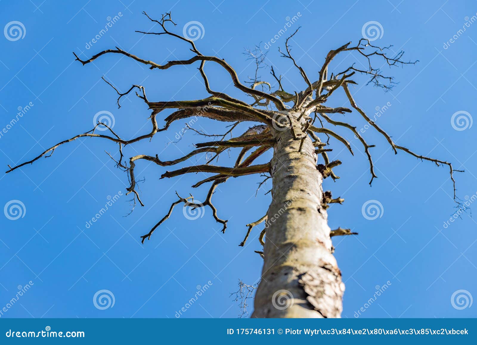 An Old Withered Pine Tree. Stock Photography | CartoonDealer.com #209771450