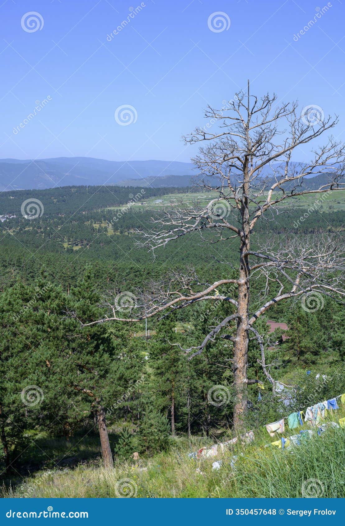 An Old Withered Pine Tree. Stock Photography | CartoonDealer.com #209771450