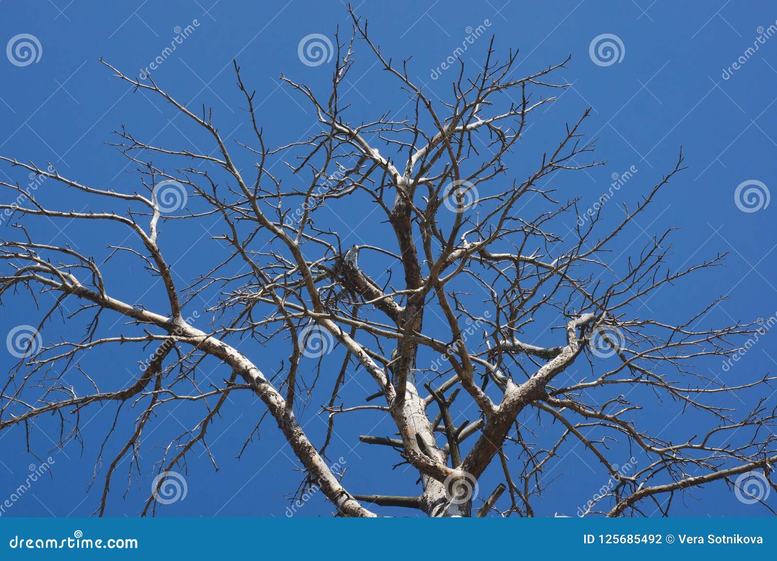 An Old Withered Pine Tree. Stock Photography | CartoonDealer.com #209771450