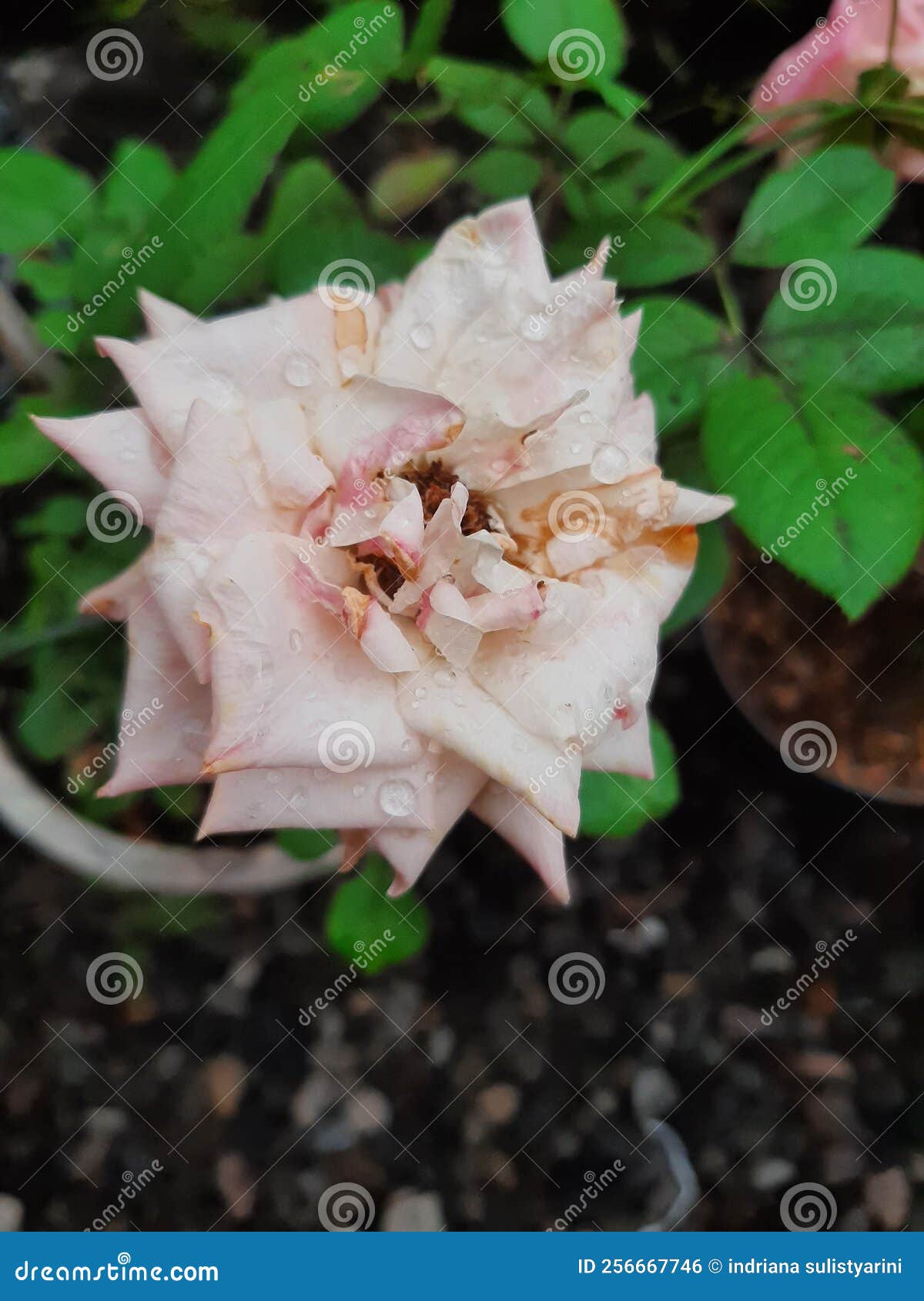 Almost withered pink rose stock photo. Image of flower - 256667746