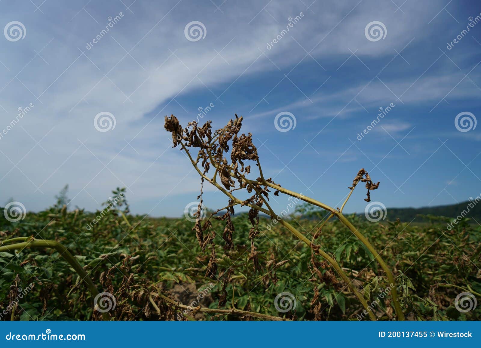 Withered Plant in an Agricultural Field Stock Image - Image of foliage ...