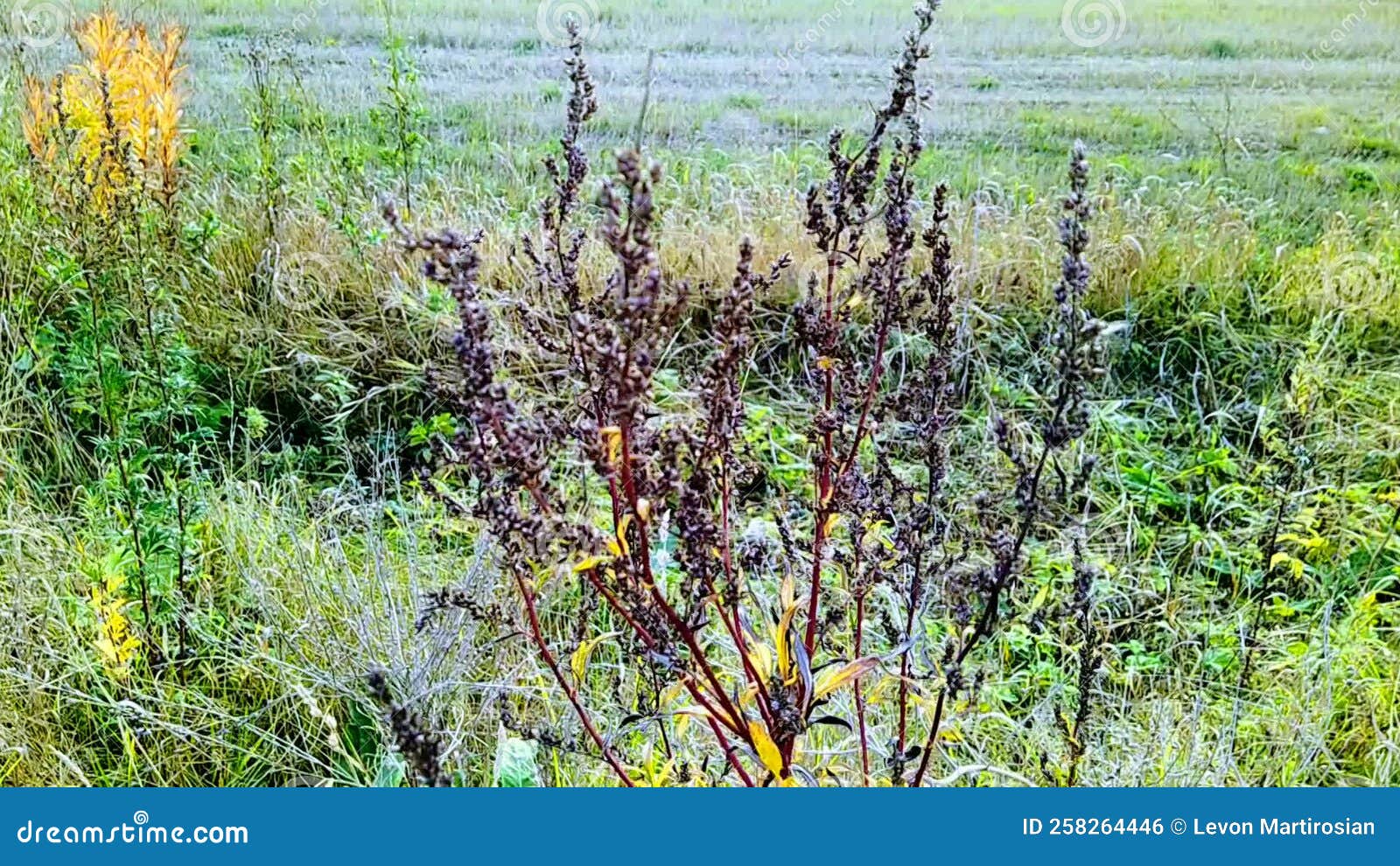 Withered Plant in Autumn in the Field. Stock Footage - Video of ...
