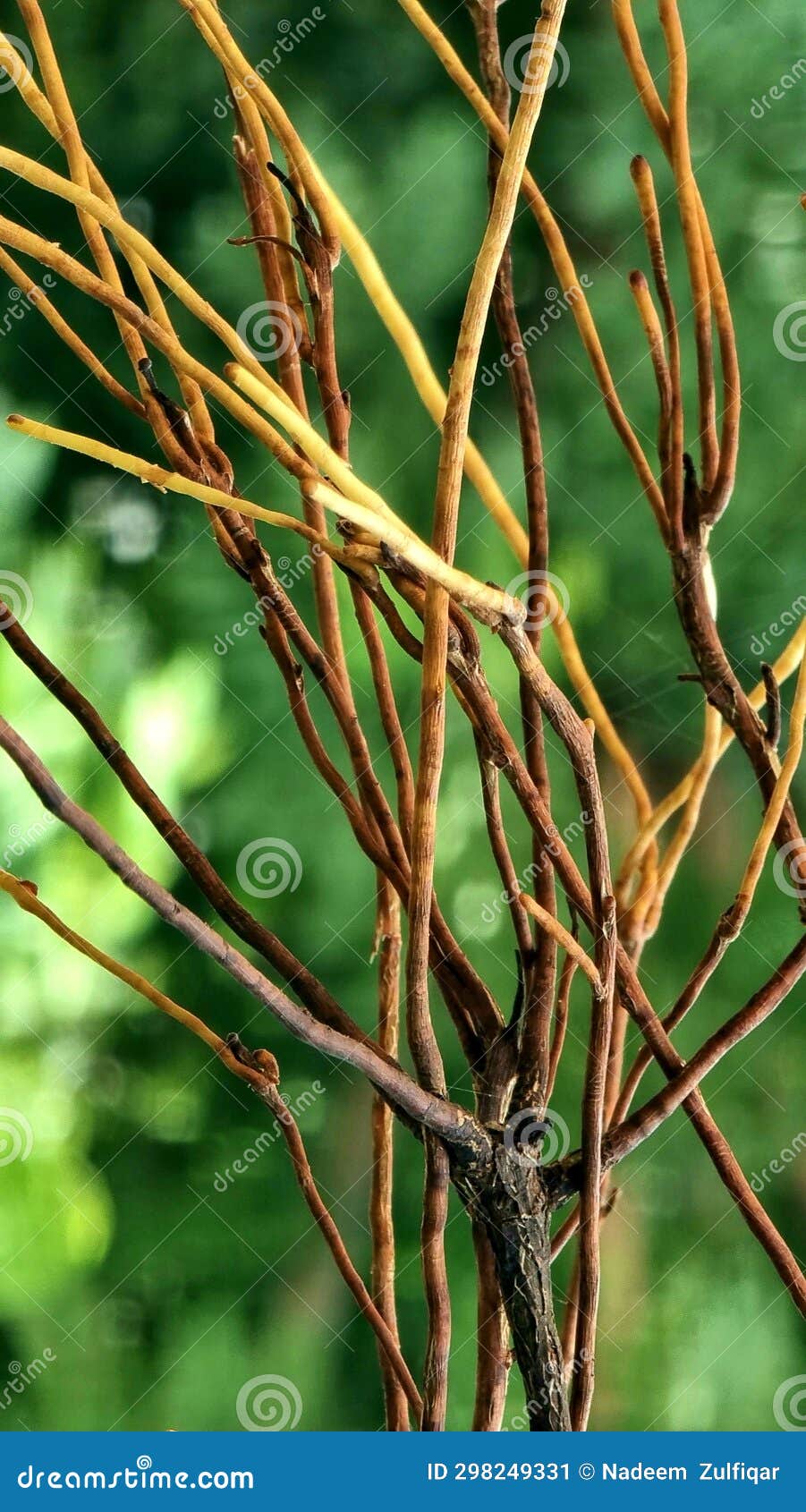 Withered Plant In Pot Gave Birth To A New Sprout. Alocasia Polly In Pot ...