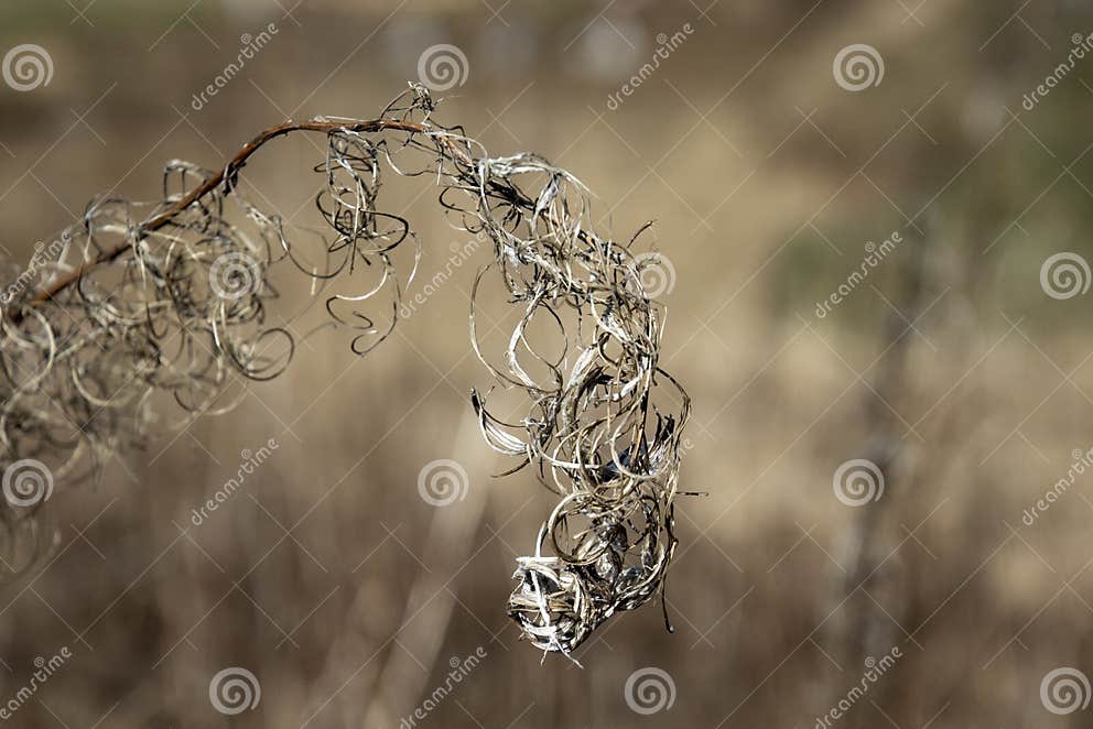 Withered plant stock image. Image of weazened, wizen - 70755469