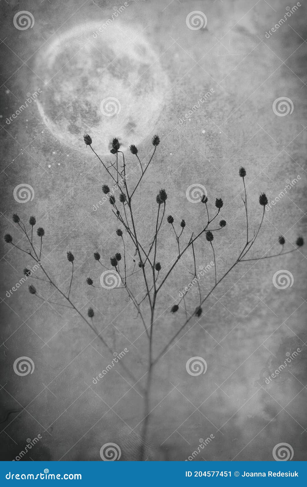 A Withered Plant on an Interesting Background with the Moon Stock Image ...