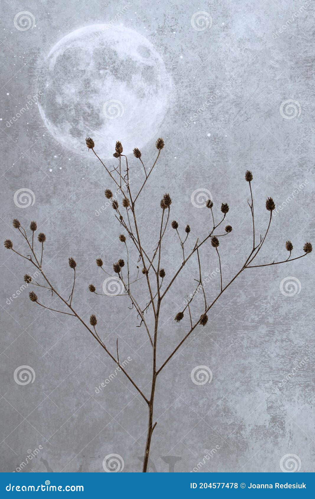 A Withered Plant on an Interesting Background with the Moon Stock Photo ...
