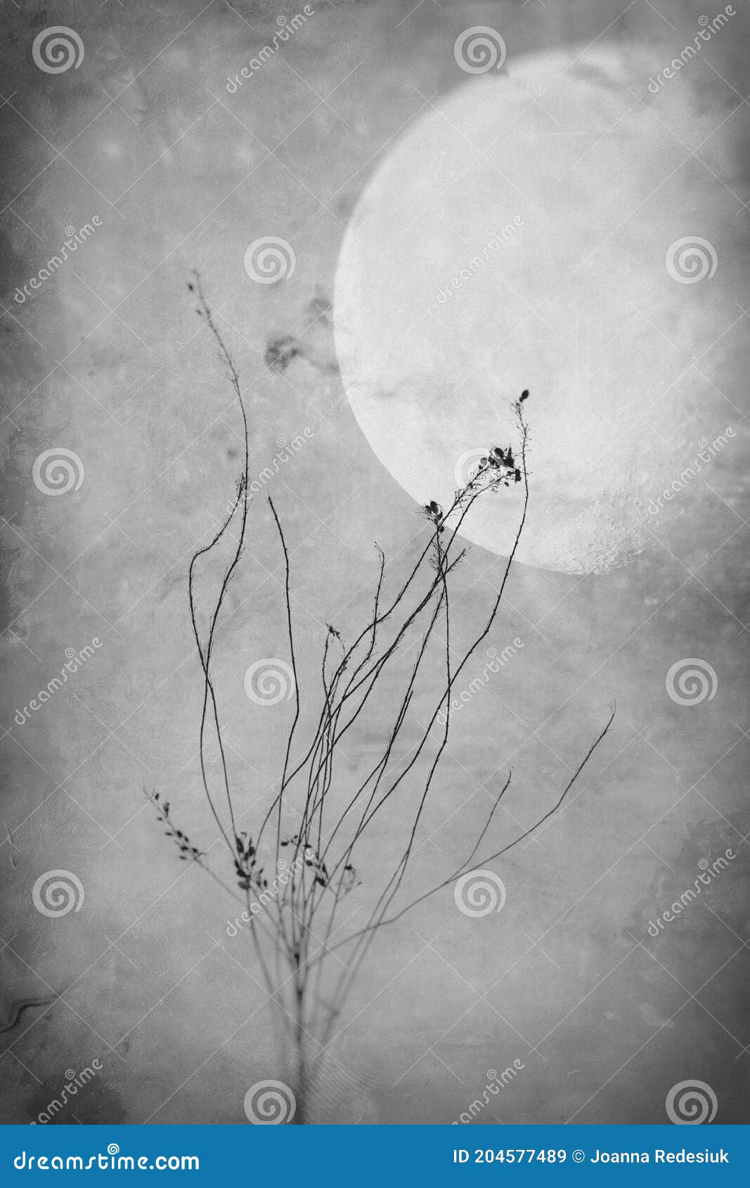 A Withered Plant on an Interesting Background with the Moon Stock Image ...