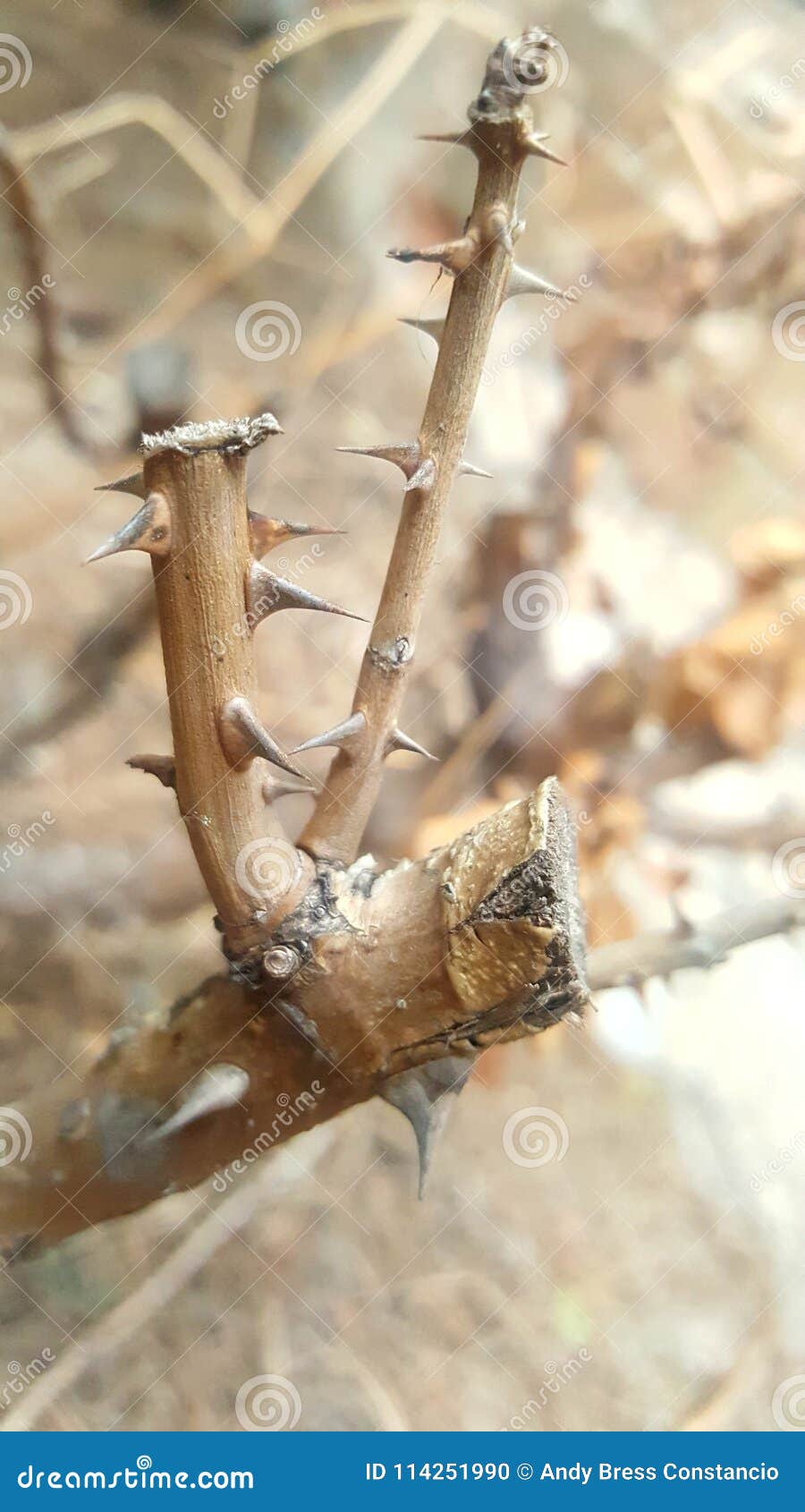 Withered plant stock photo. Image of nature, plant, withered - 114251990