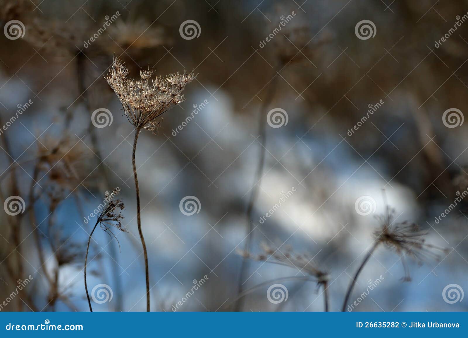Withered plants stock photo. Image of texture, color - 26635282