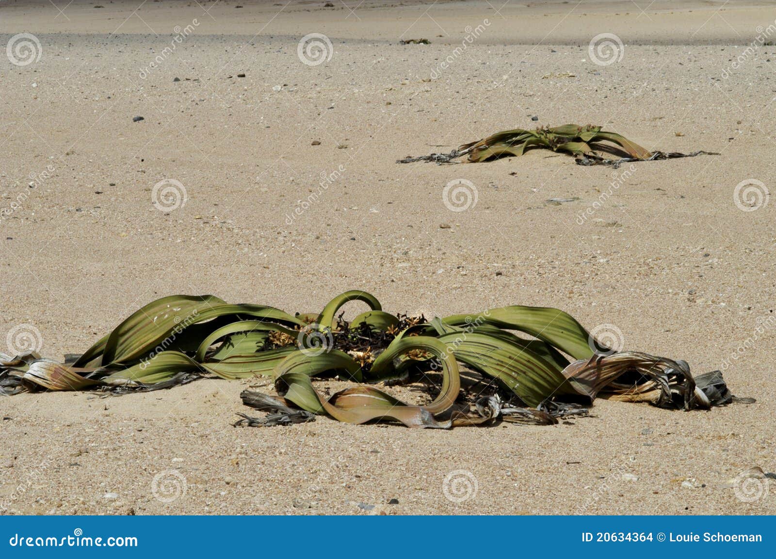 Withered plants in desert stock photo. Image of leaves - 20634364