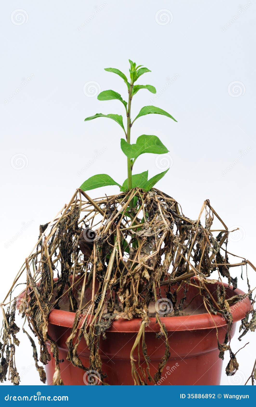 Withered plants stock photo. Image of close, green, death - 35886892