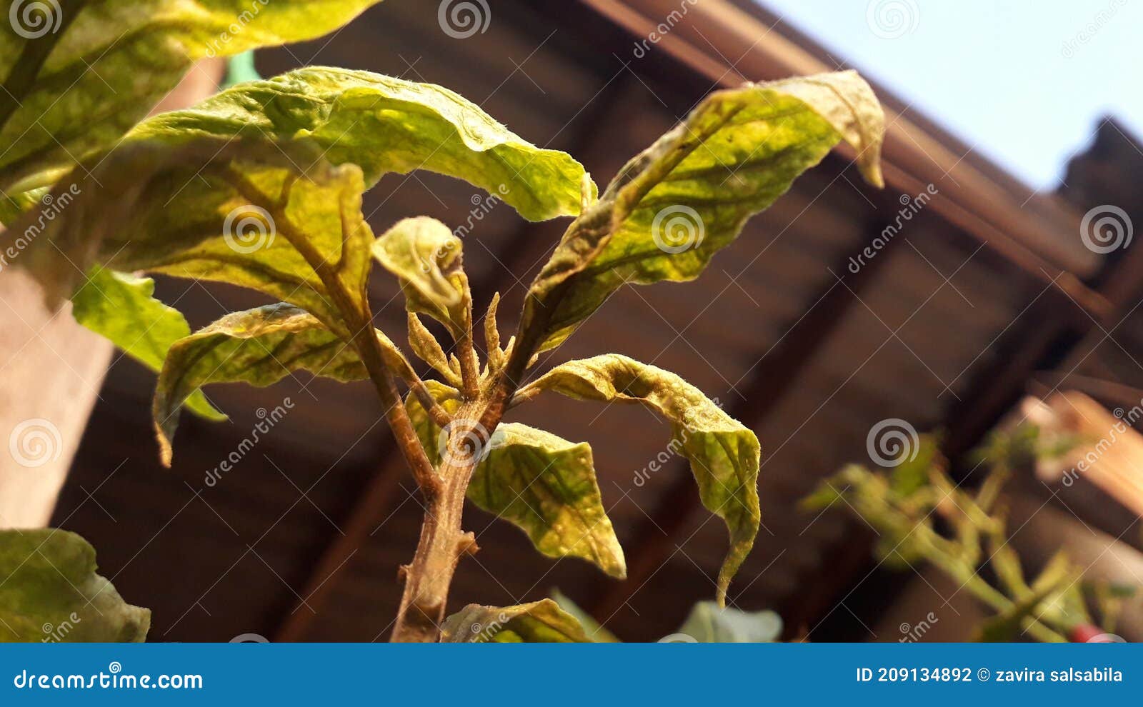 Withered plants stock photo. Image of branch, plant - 209134892