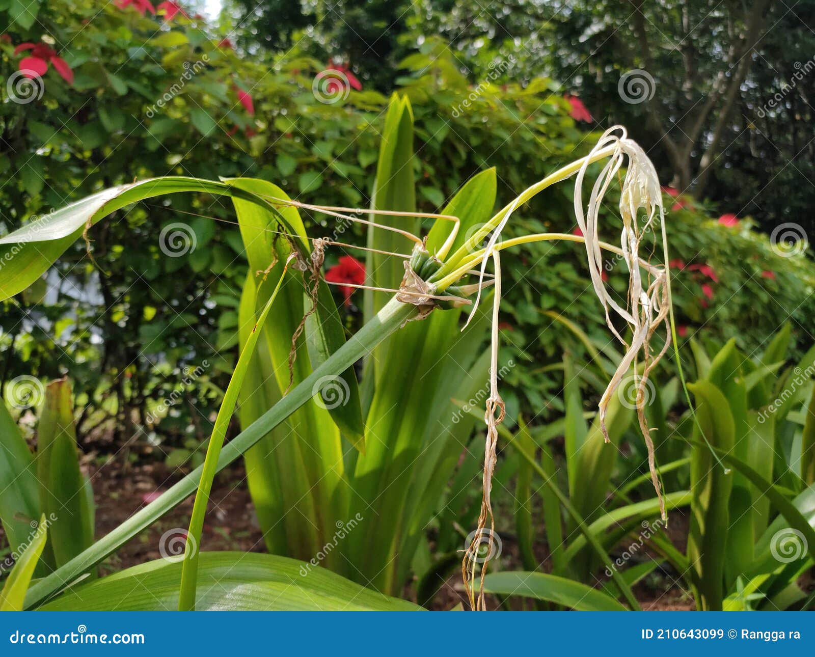 Withered plants stock image. Image of tree, vegetation - 210643099