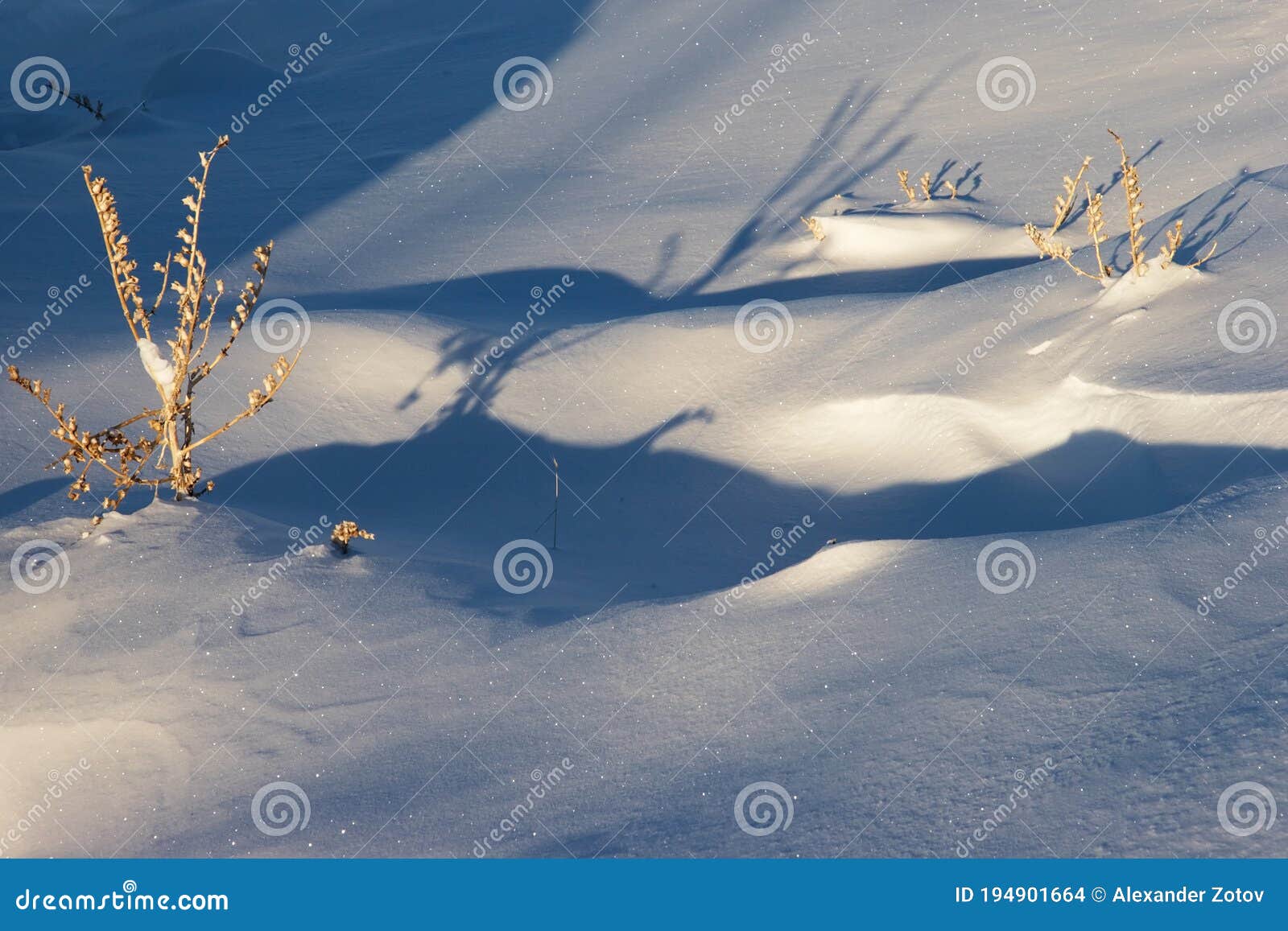 Withered Plants in Snowdrift at Mount Ararat Slopes, Turkey Stock Photo ...