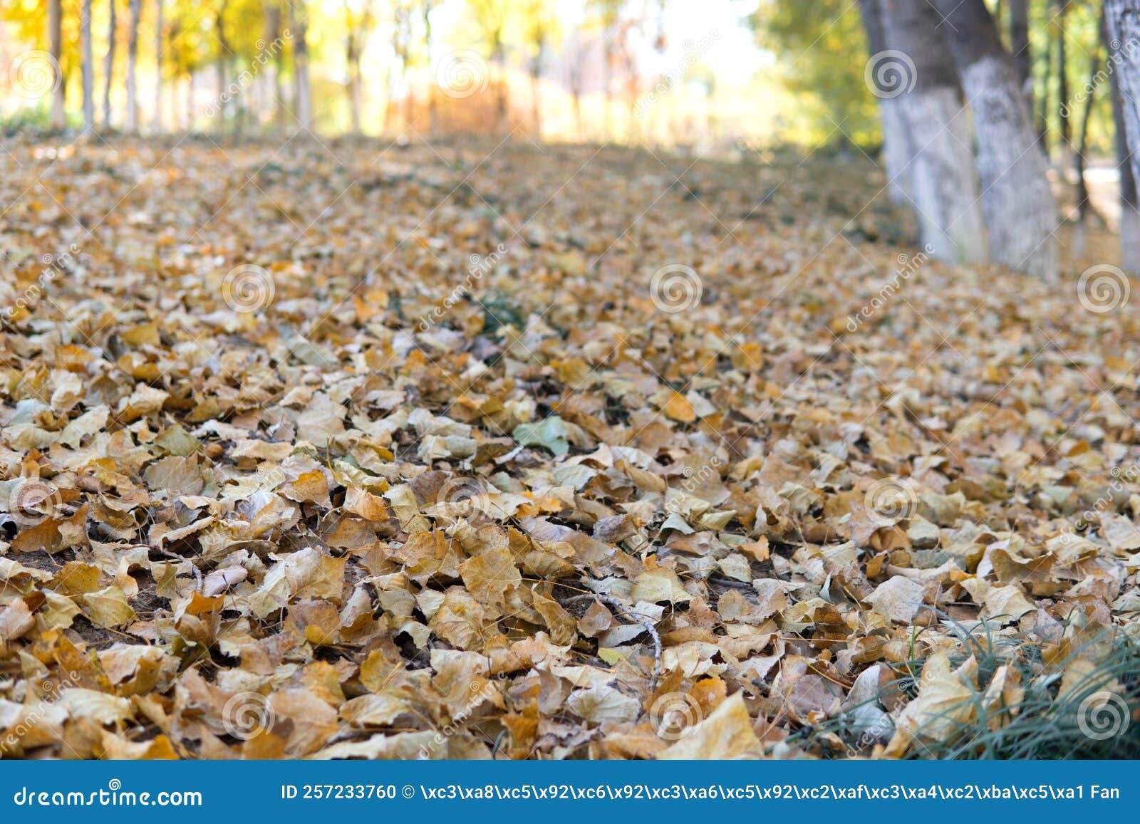 Withered Poplar Leaves Cover the Ground Stock Photo - Image of northern ...