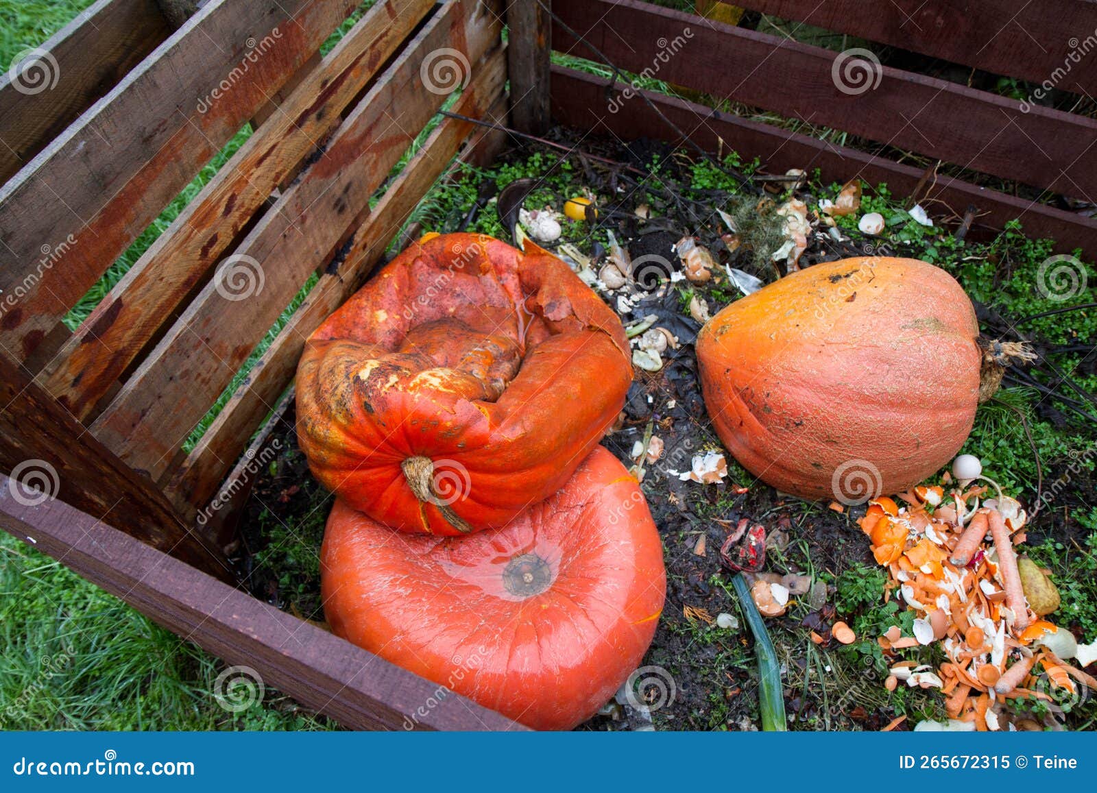 Withered pumpkins stock image. Image of harvest, processing - 265672315