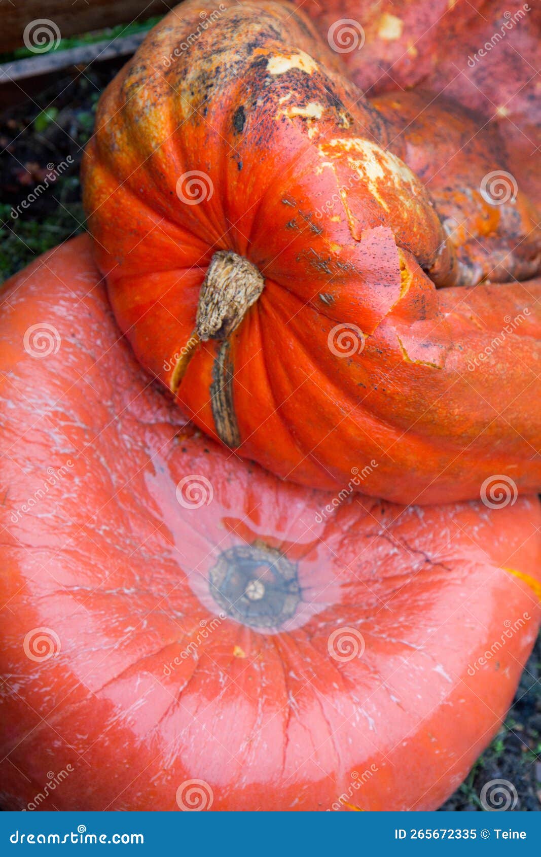 Withered pumpkins stock image. Image of misshapen, food - 265672335