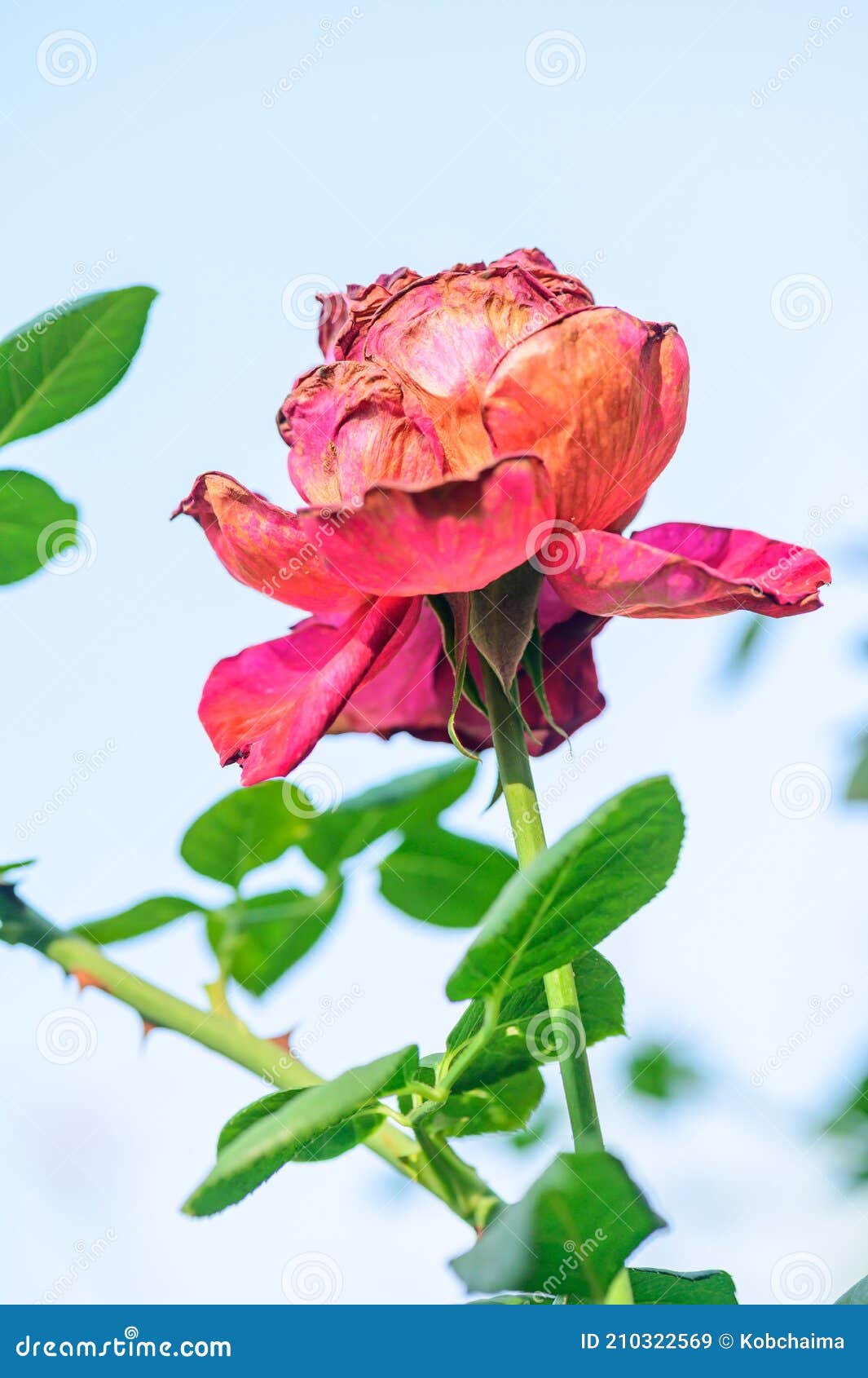 Withered Red Rose in the Garden Stock Image - Image of plant, romantic ...