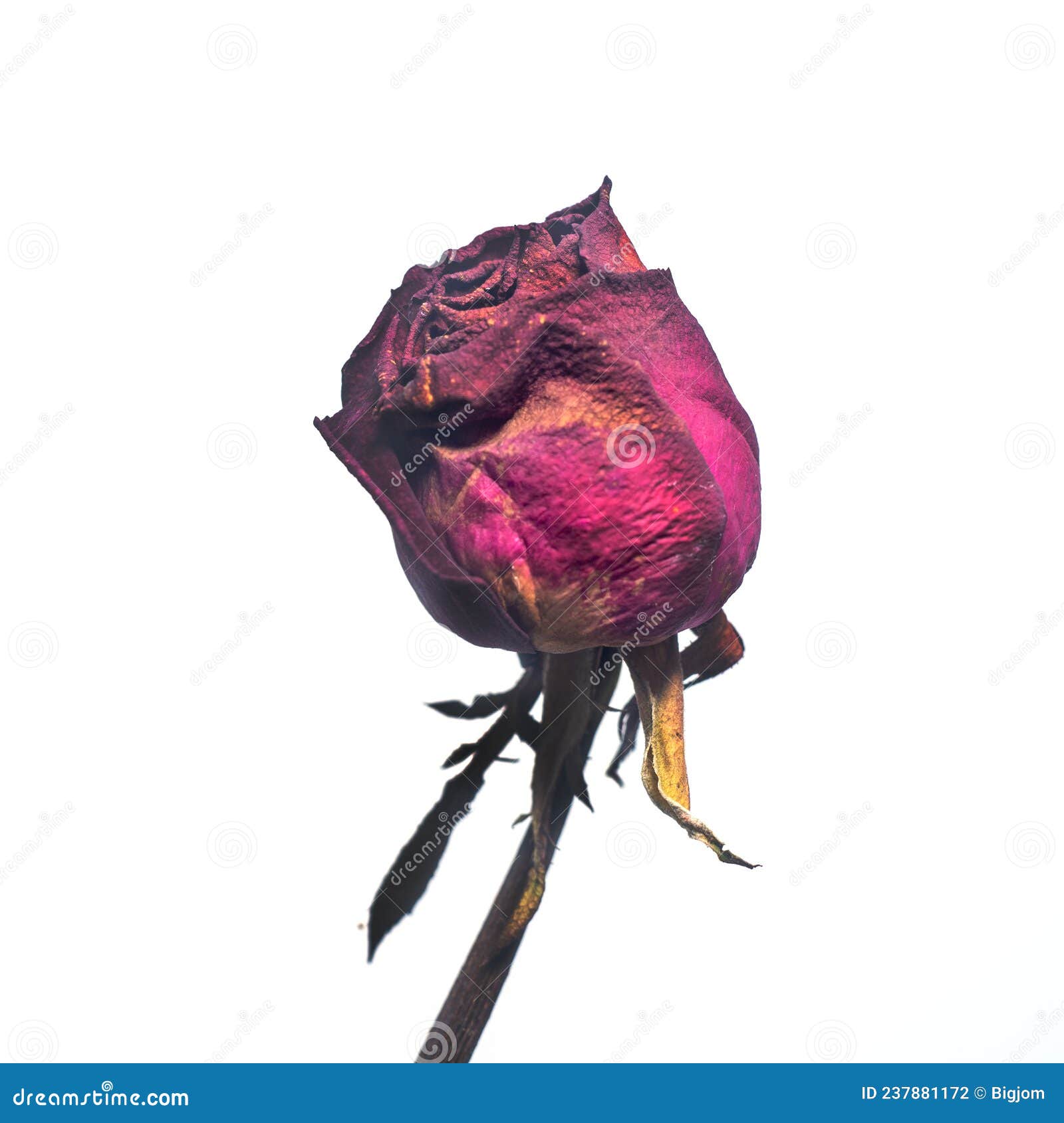 Withered Red Rose on White Background. Stock Photo - Image of flower ...
