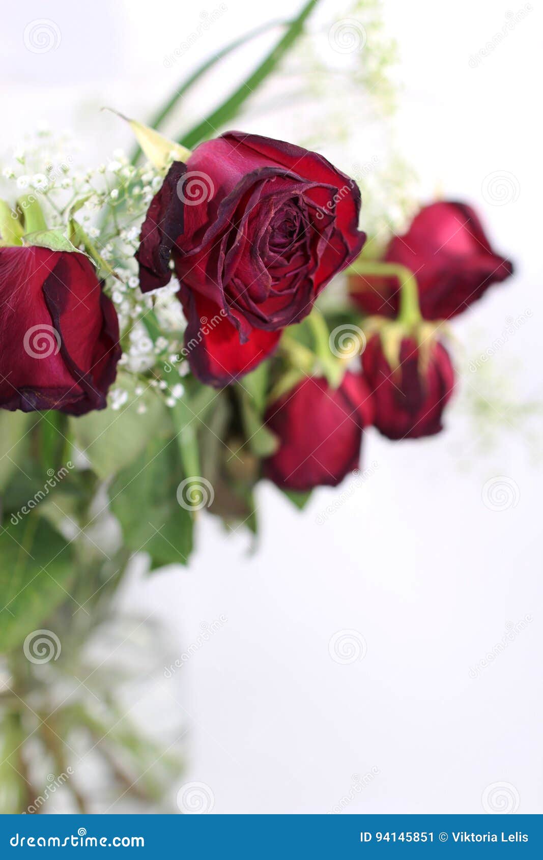 Withered red roses stock image. Image of flowers, sadness - 94145851