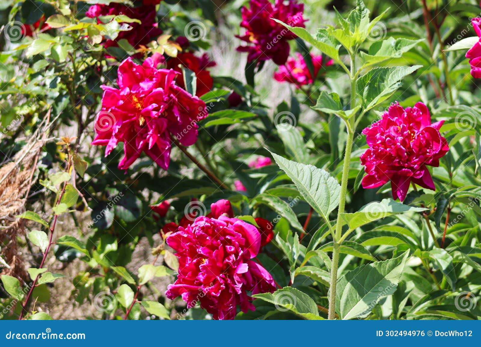 Withered Red Roses Growing in the Garden, Withered Flowers Stock Photo ...