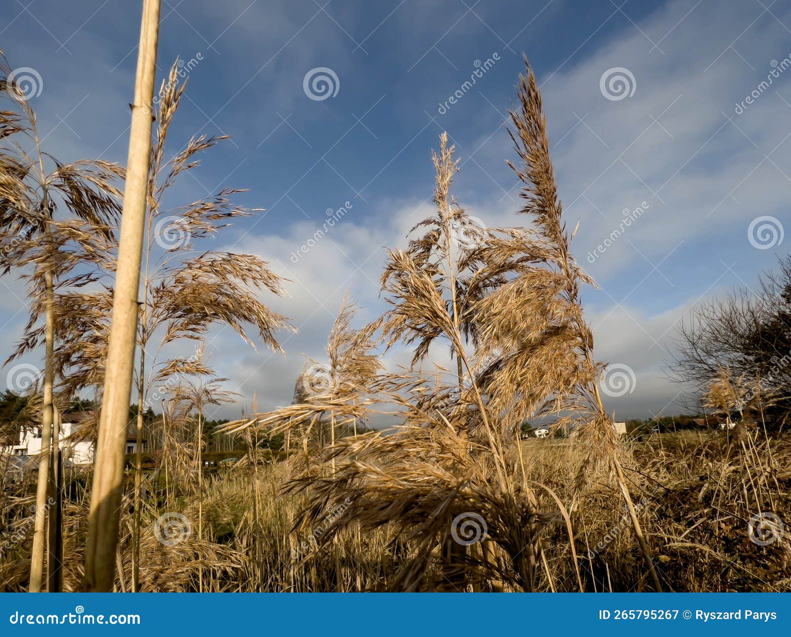 Withered Reed Growing on the Shore of the Village Stock Image - Image ...