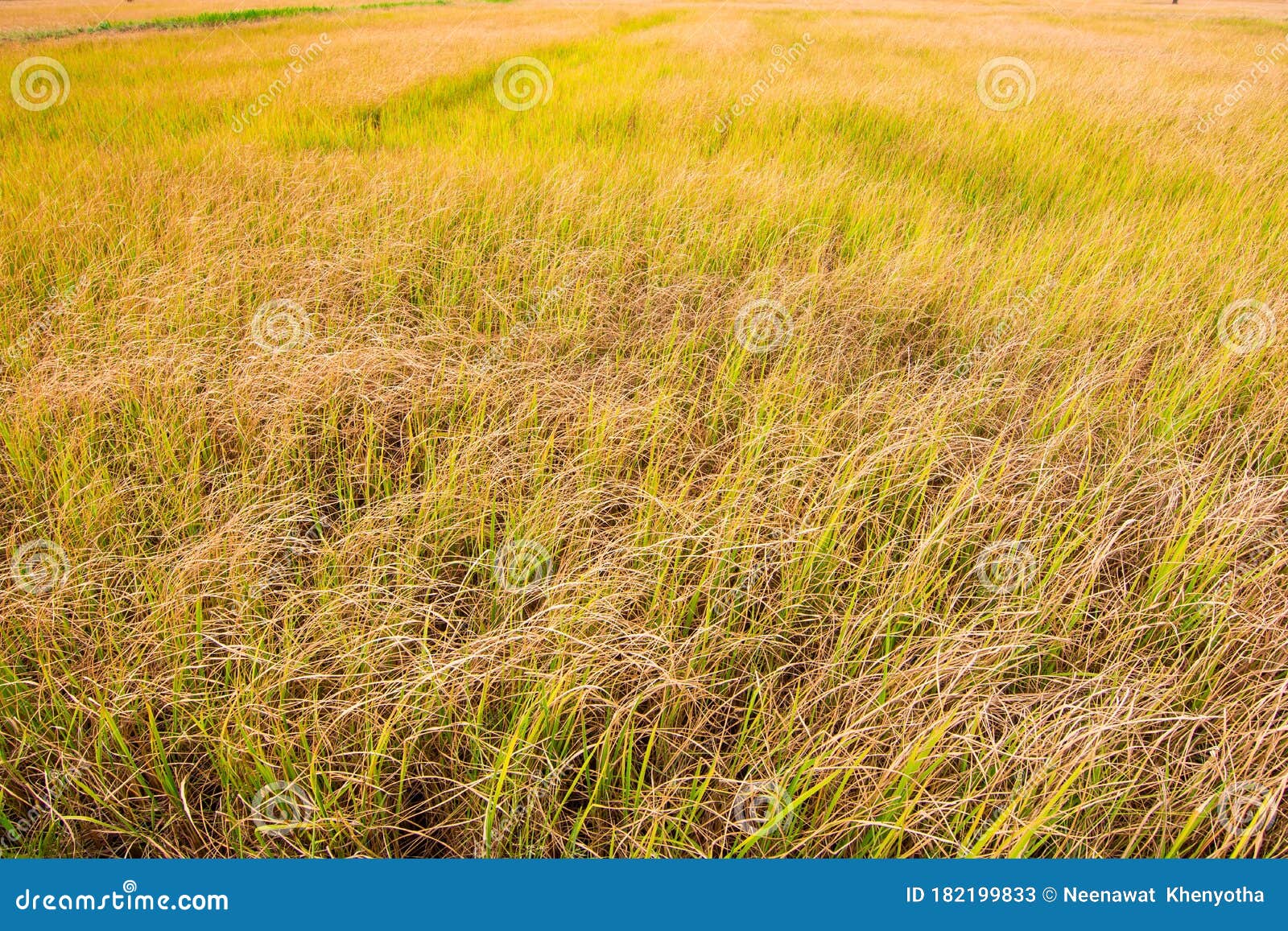 The Withered Rice in the Fields are Dry, the Land is Broken. Stock ...