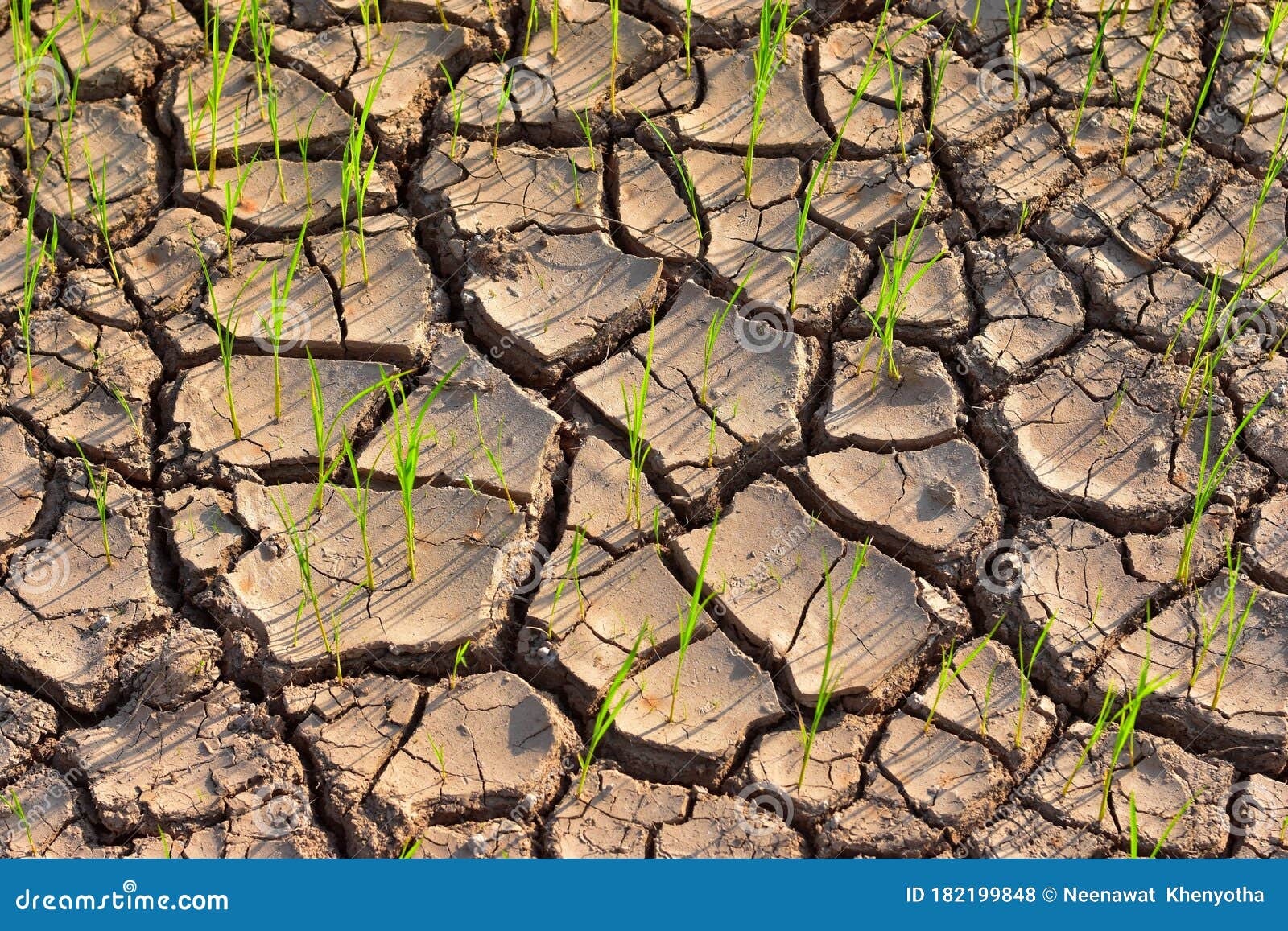 The Withered Rice in the Fields are Dry, the Land is Broken. and the ...