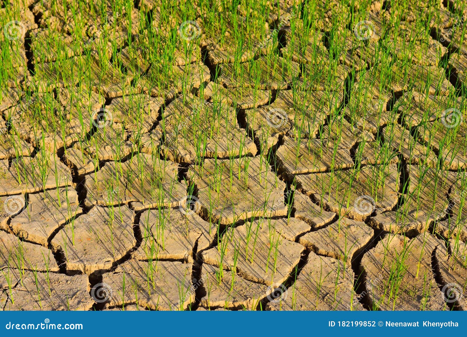 The Withered Rice in the Fields are Dry, the Land is Broken. and the ...