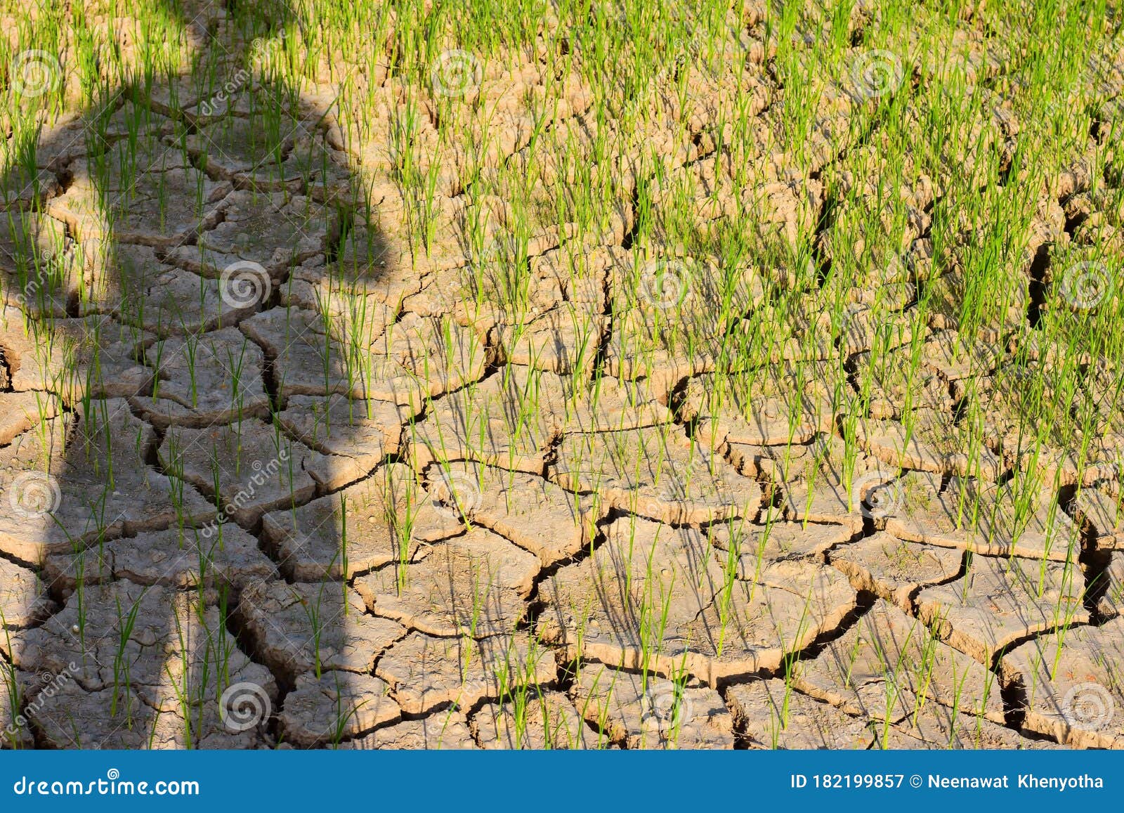 The Withered Rice in the Fields are Dry, the Land is Broken. and the ...