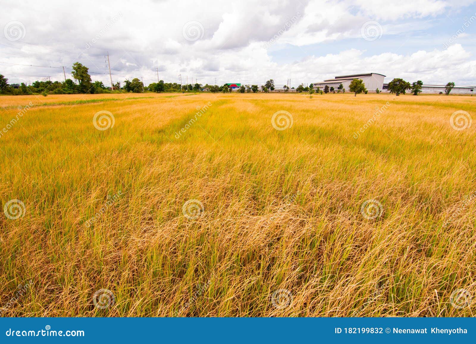 The Withered Rice in the Fields are Dry, the Land is Broken. Stock ...