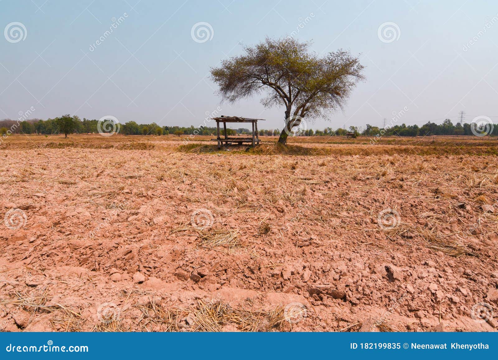 The Withered Rice in the Fields are Dry, the Land is Broken. Stock ...