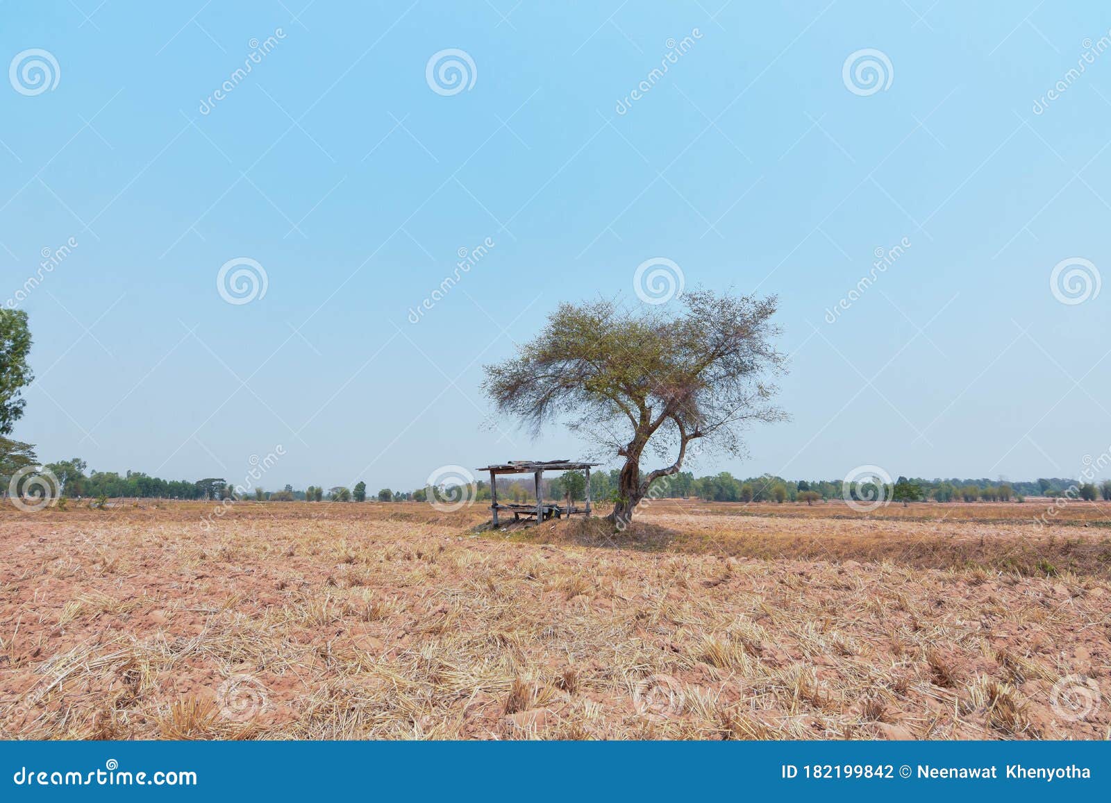 The Withered Rice in the Fields are Dry, the Land is Broken. Stock ...