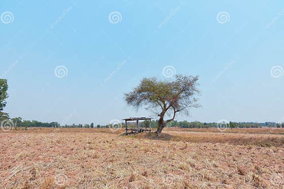 The Withered Rice in the Fields are Dry, the Land is Broken. Stock ...