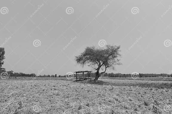 The Withered Rice in the Fields are Dry, the Land is Broken. Stock ...